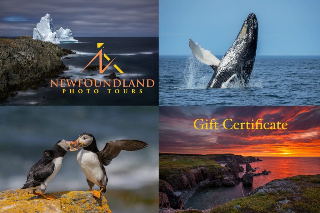 Home - Newfoundland Photo Tours - Newfoundland Photo Tours